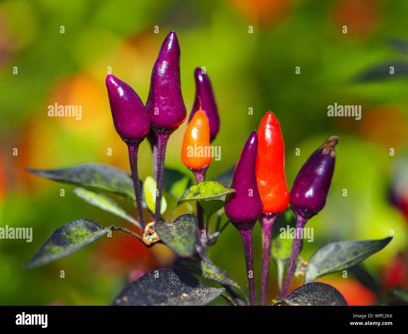 Shiny chillies hi-res stock photography and images - Alamy
