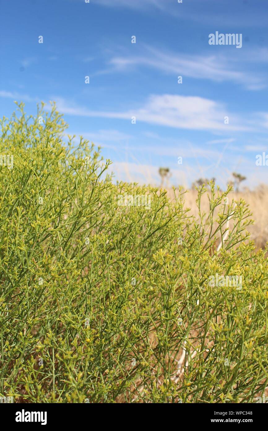 Native Plant of the Southern Mojave Desert, commonly Threadleaf ...