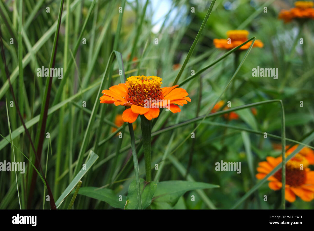 Flush of flowers hi-res stock photography and images - Alamy