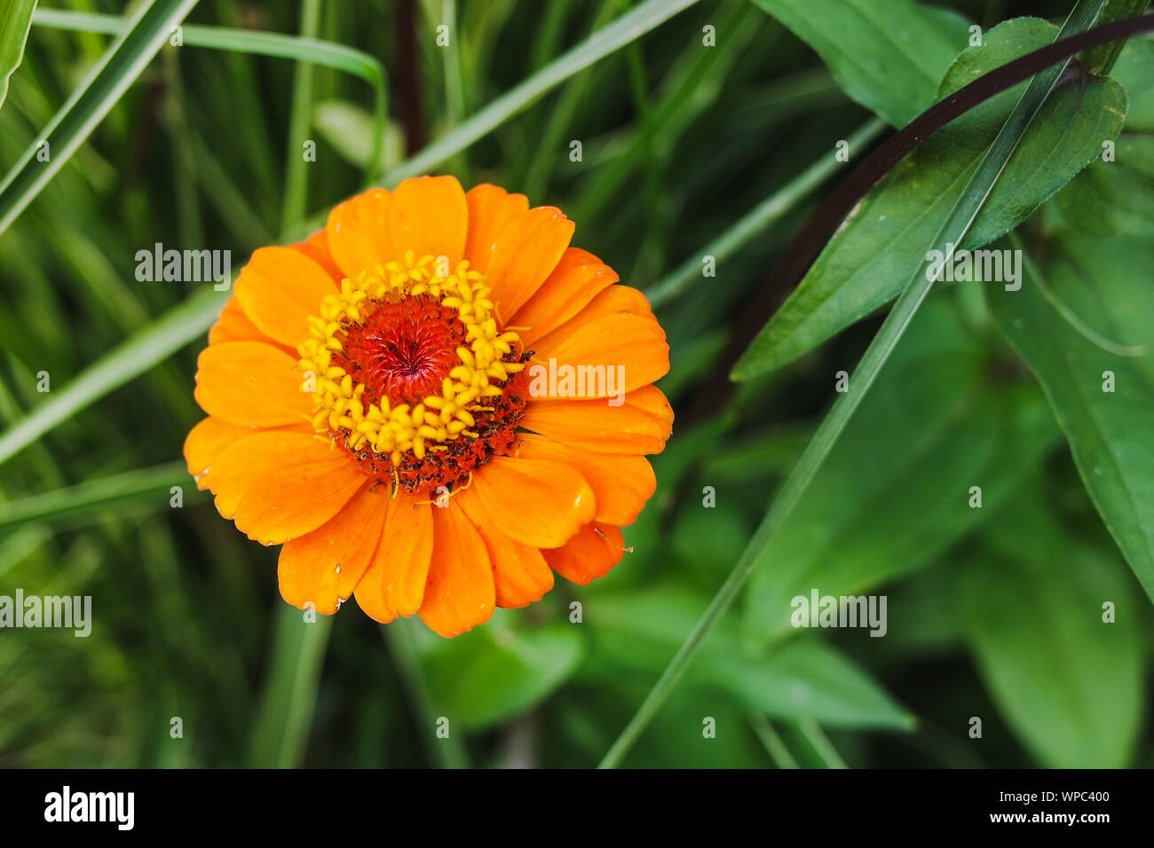 Flowers & Plants Stock Photo - Alamy