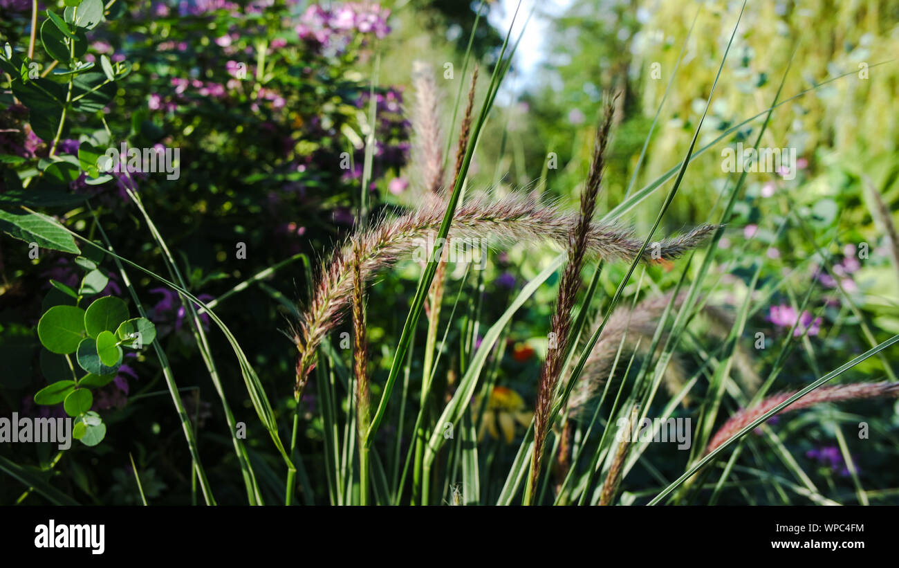 Wide range of plants hi-res stock photography and images - Alamy