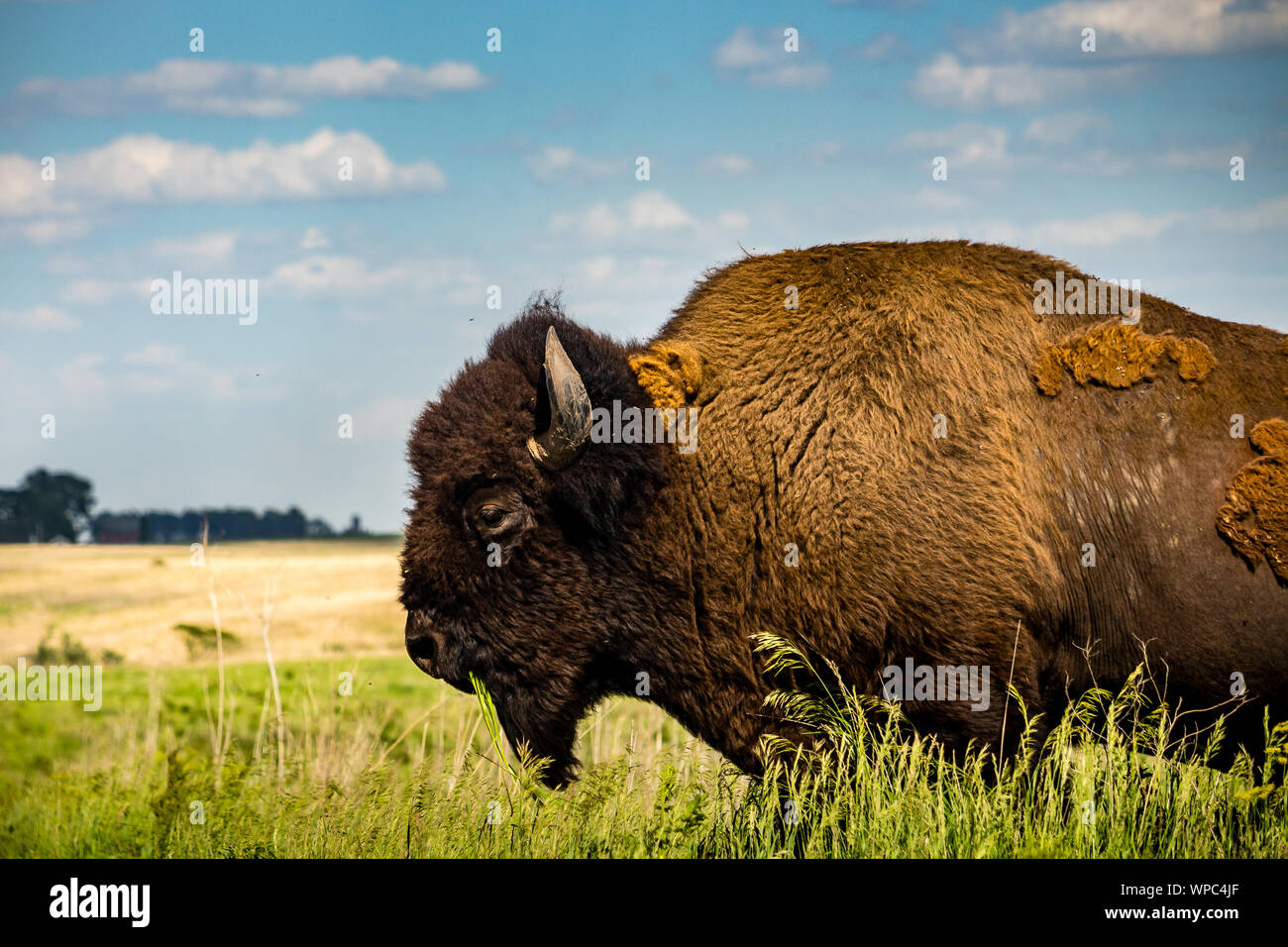 American Buffalo in the Prairie. Photo taken at Neil Smith Wildlife ...