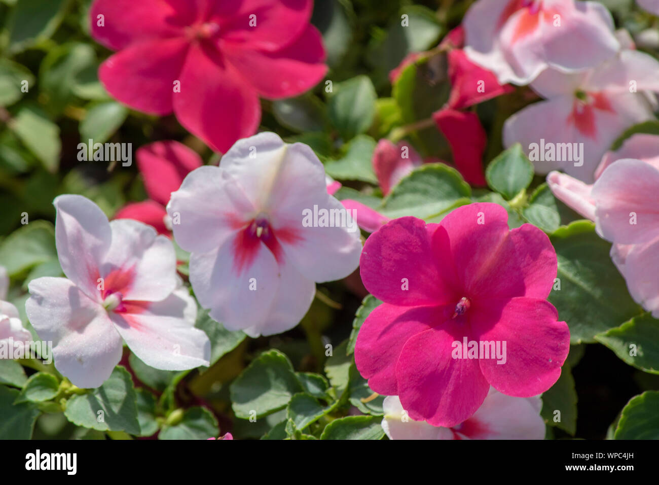 Close-up shot of garden balsam plant. Flowers in pink and white colors ...