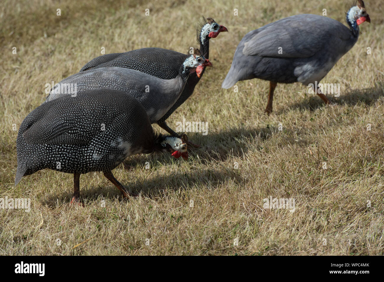 Guineafowl meadow hi-res stock photography and images - Alamy