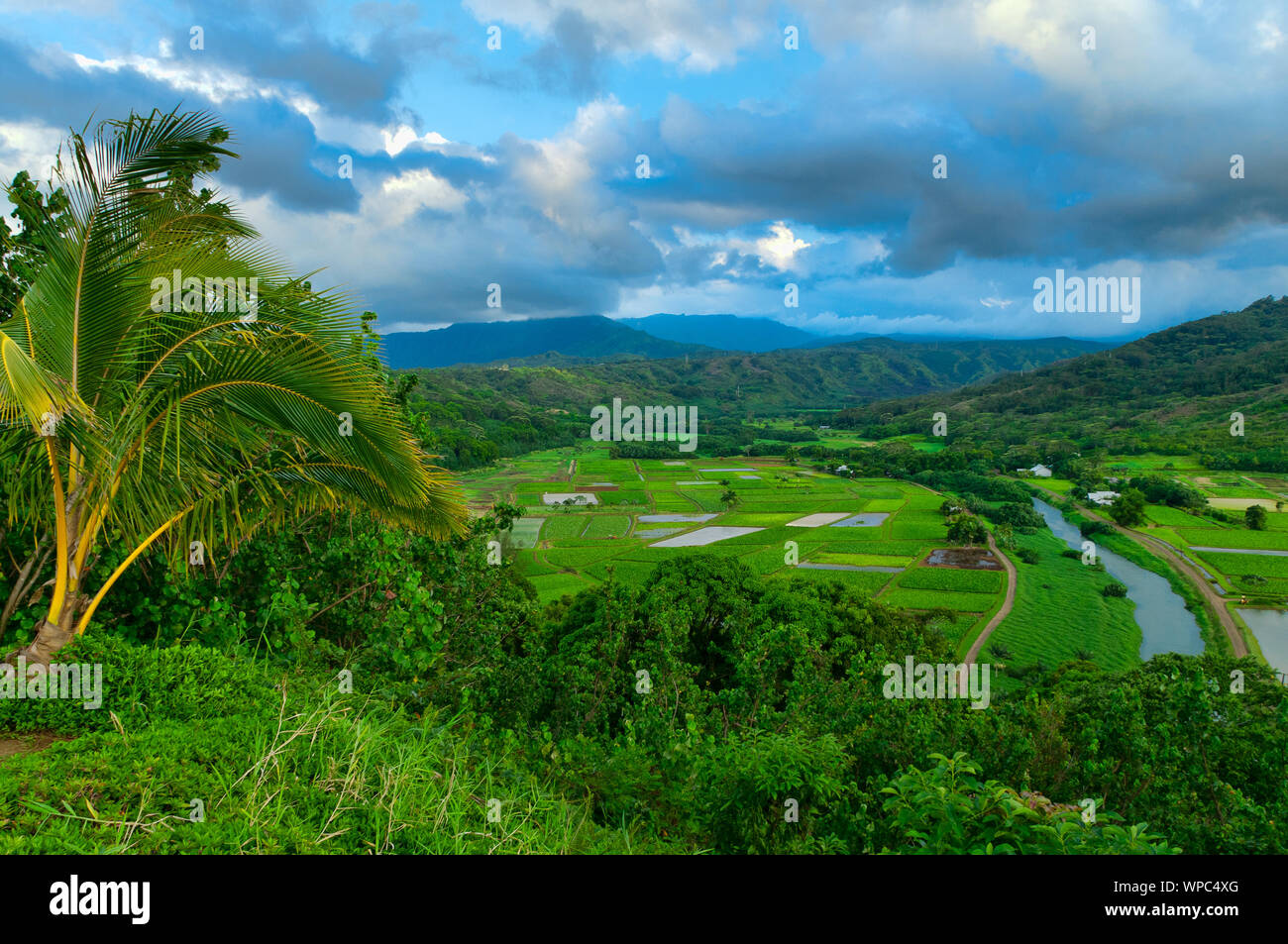 Overlooking the taro farm fields in Hanalei Valley, Kauai, Hawaii, USA ...
