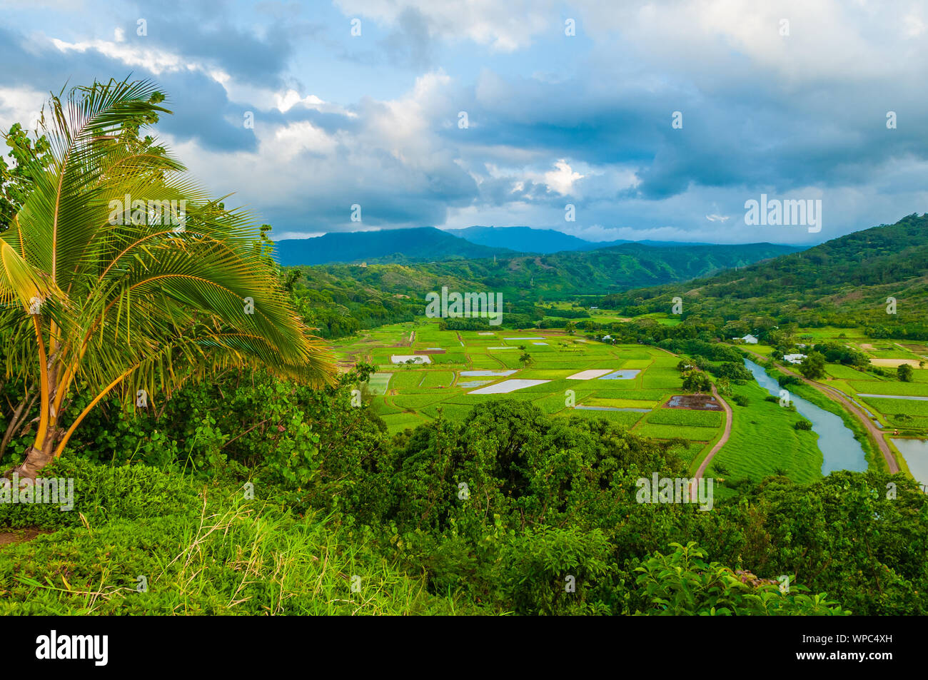Overlooking the taro farm fields in Hanalei Valley, Kauai, Hawaii, USA ...
