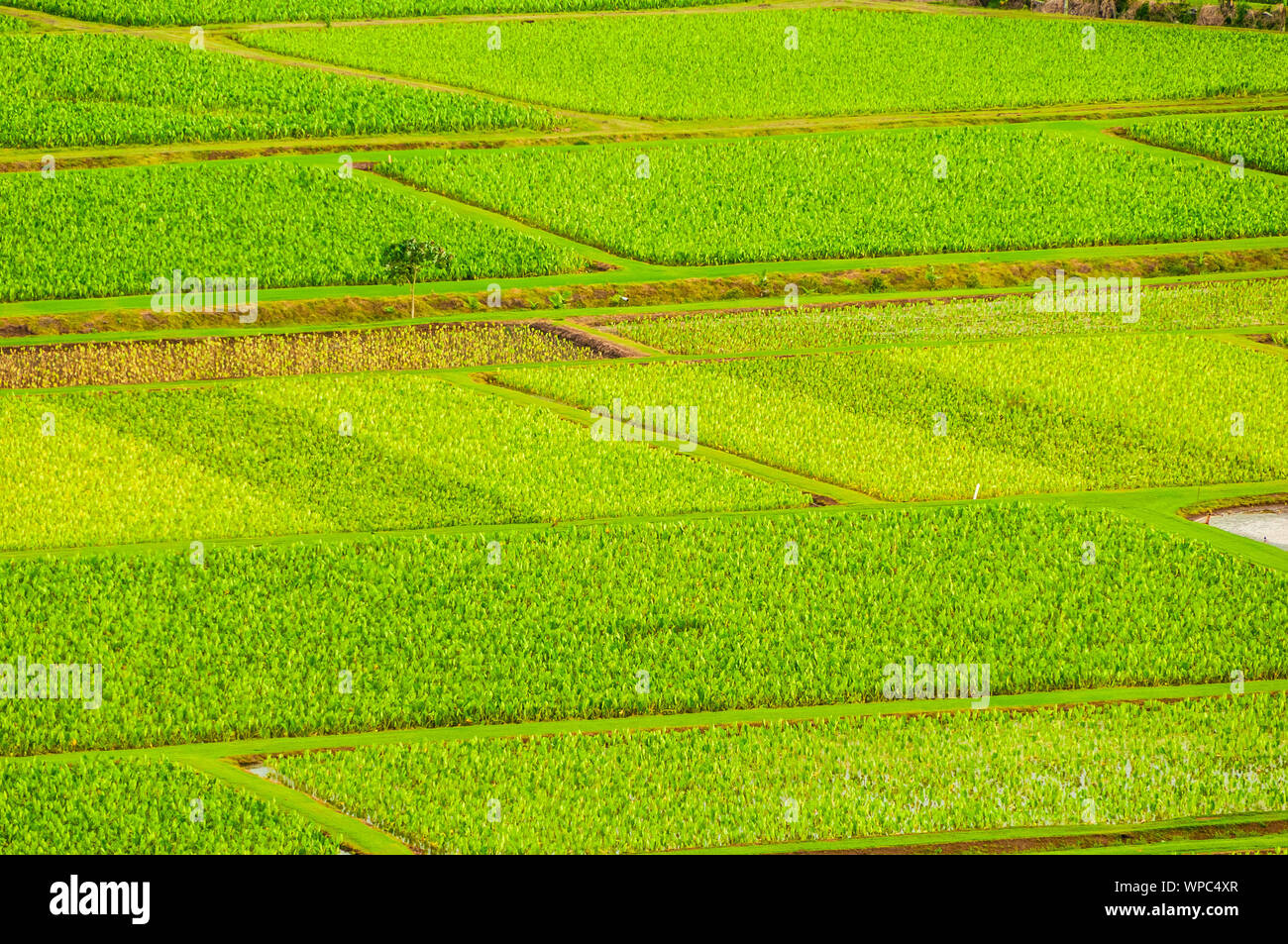 Overlooking the taro farm fields in Hanalei Valley, Kauai, Hawaii, USA ...