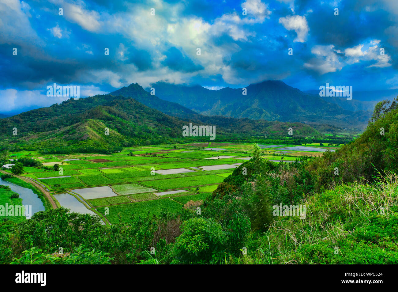 Overlooking the taro farm fields in Hanalei Valley, Kauai, Hawaii, USA ...