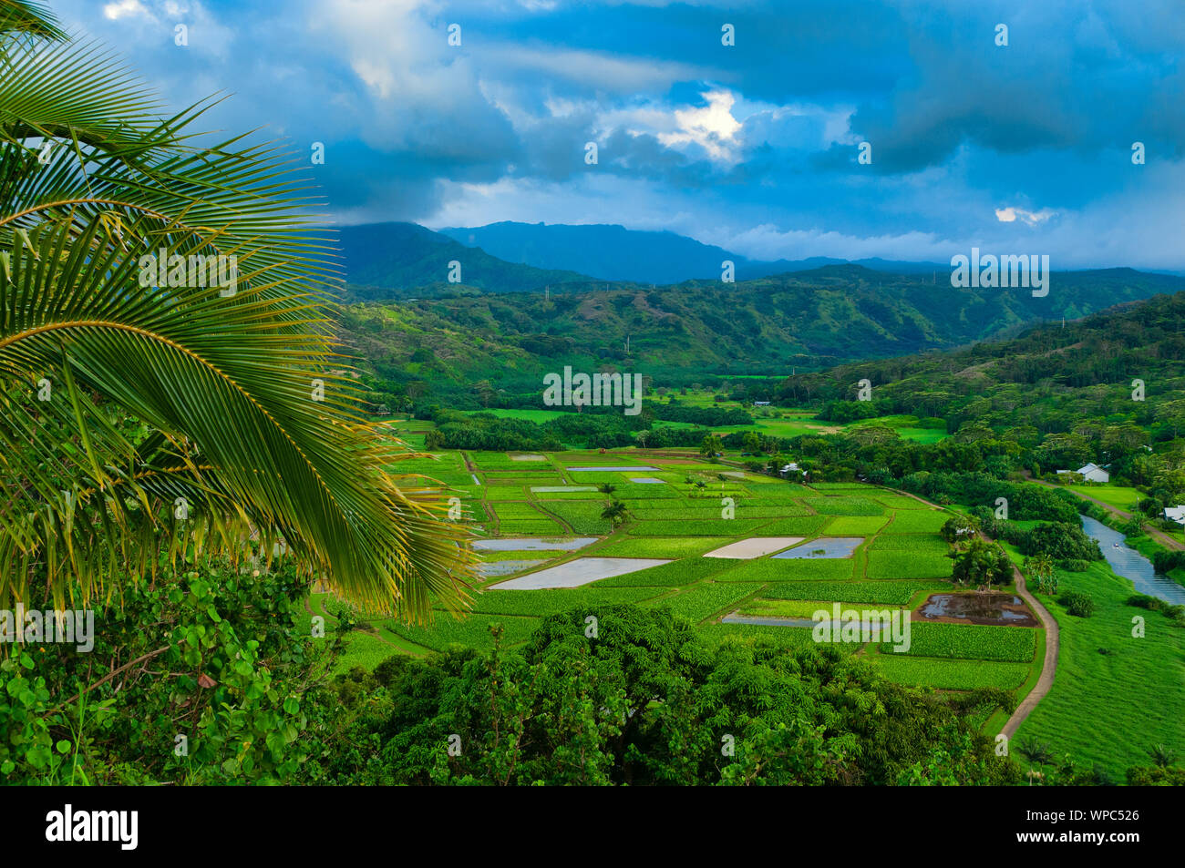 Overlooking the taro farm fields in Hanalei Valley, Kauai, Hawaii, USA ...