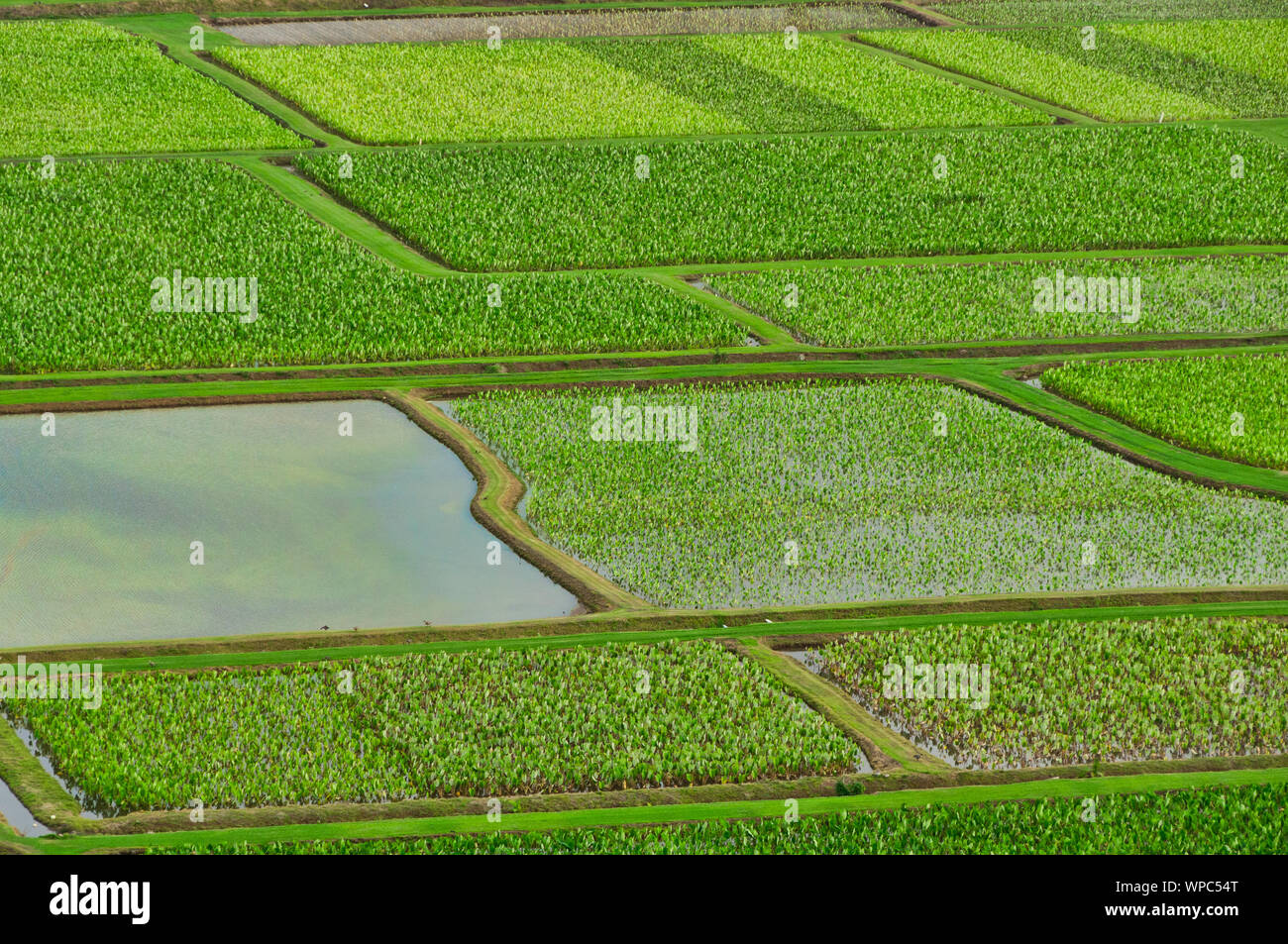 Overlooking the taro farm fields in Hanalei Valley, Kauai, Hawaii, USA ...