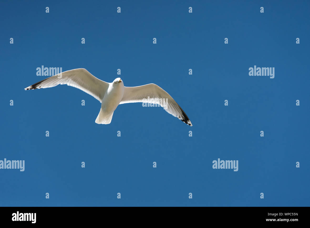 White sea-gull flying Stock Photo - Alamy