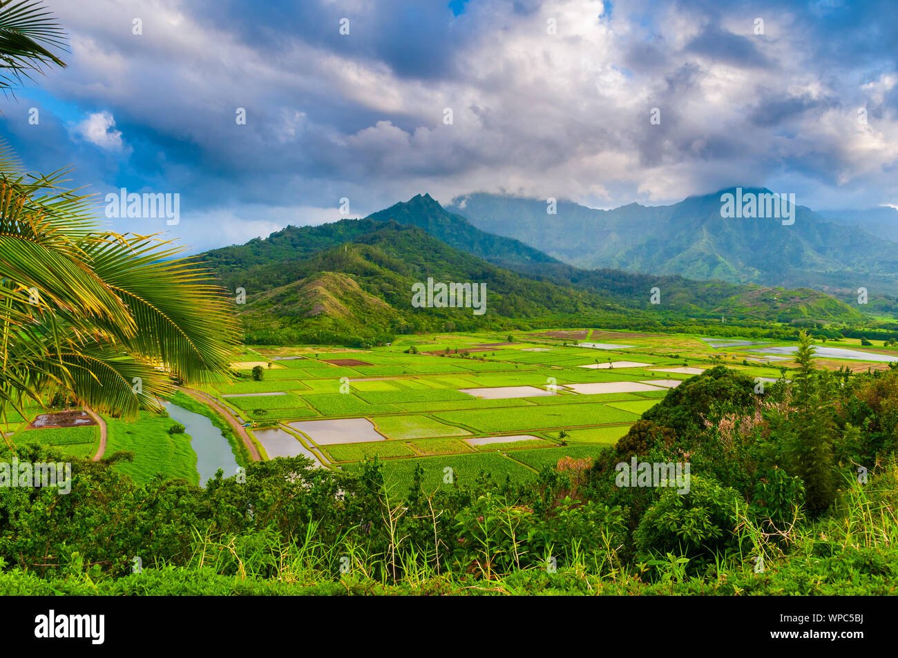 Overlooking the taro farm fields in Hanalei Valley, Kauai, Hawaii, USA ...