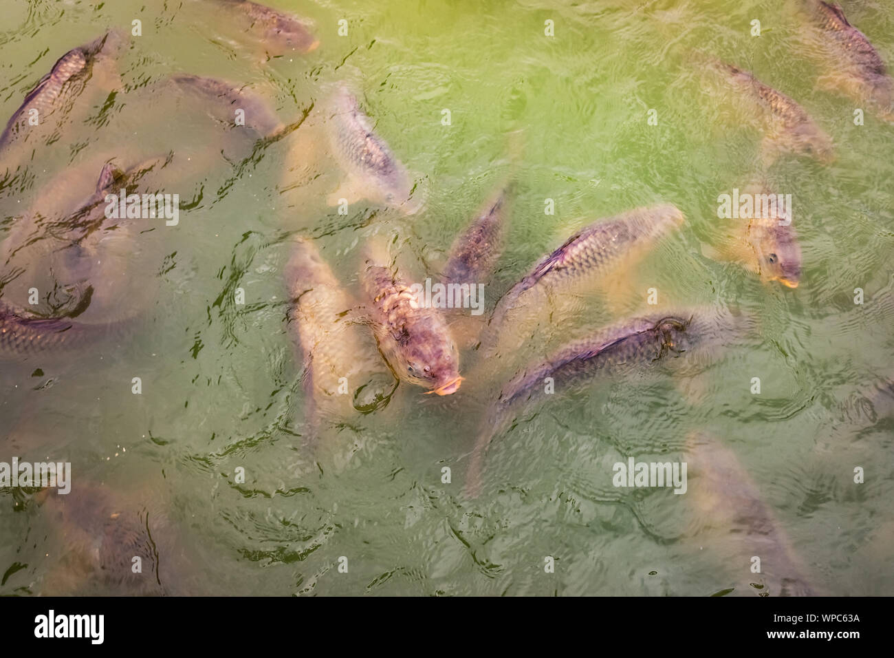 Competition Animals For Food