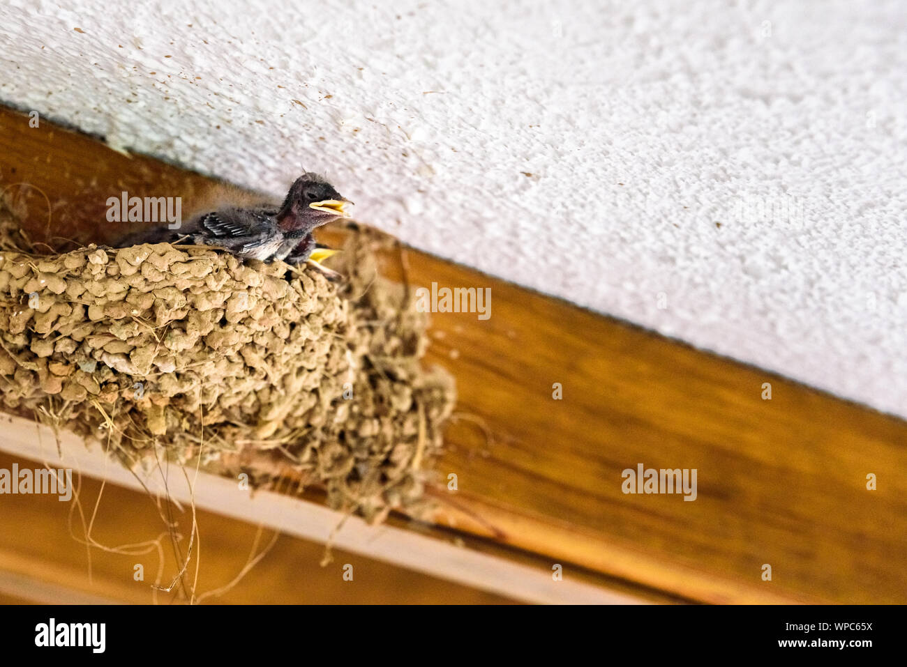 Group of chicks of swallows, hirundo rustica, inside their nest made ...