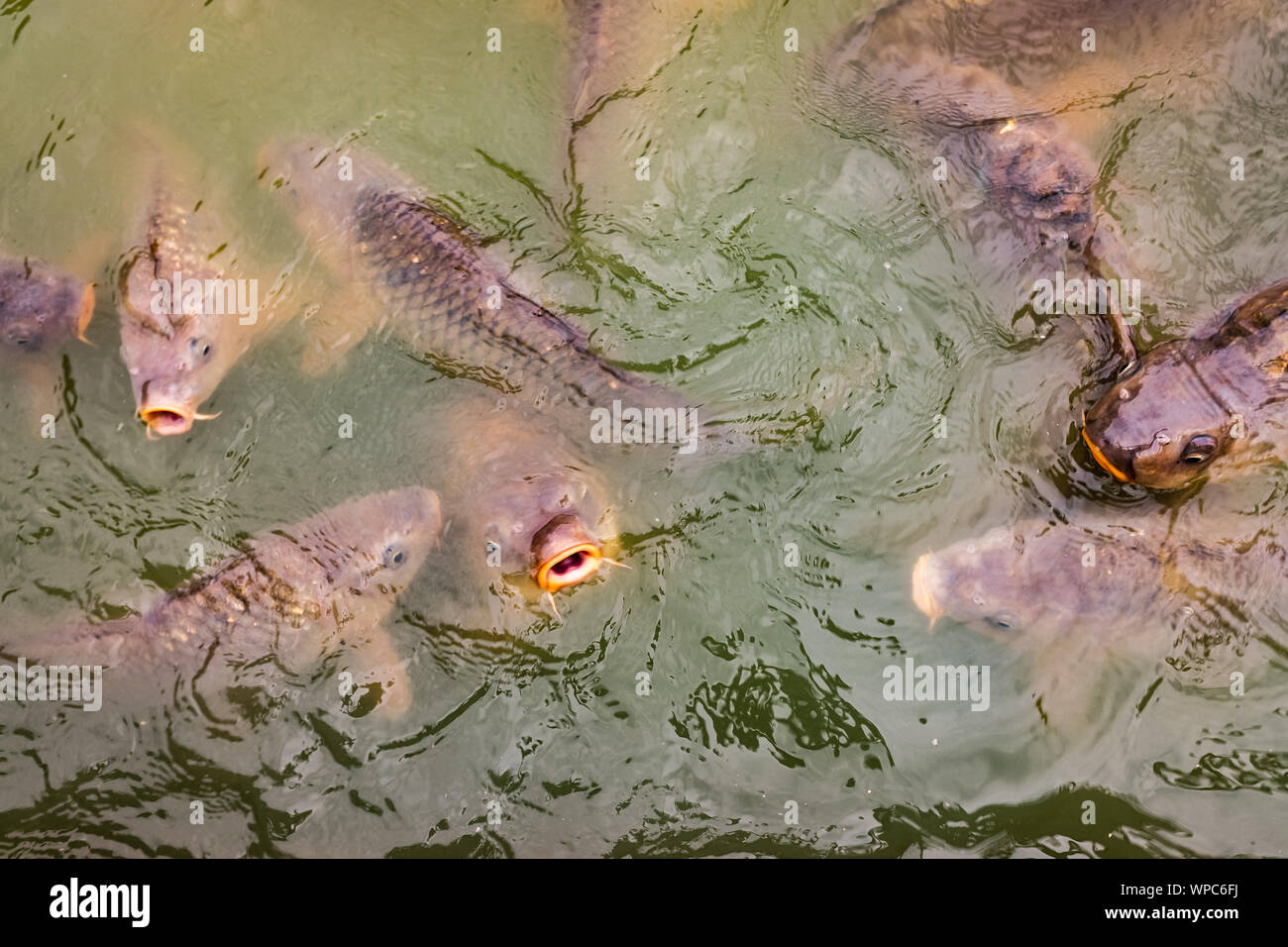 Pond Full Of Fish High Resolution Stock Photography and Images - Alamy