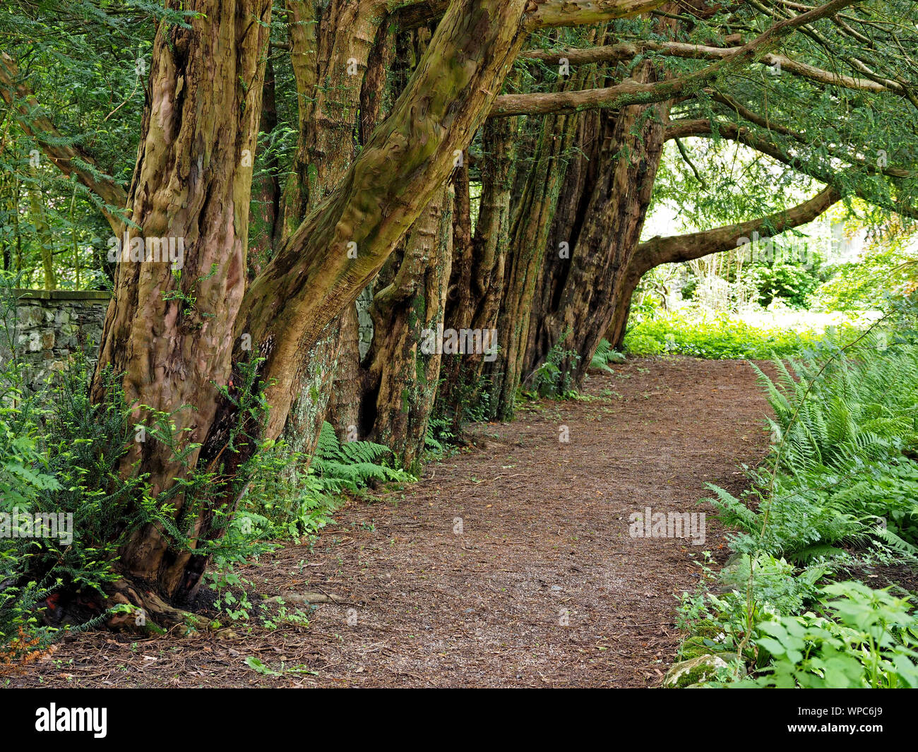 Mature tree ferns hi-res stock photography and images - Alamy