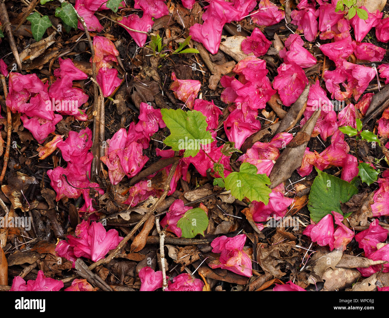 fresh green seedlings contrast with pink Azalea petals littering the ...