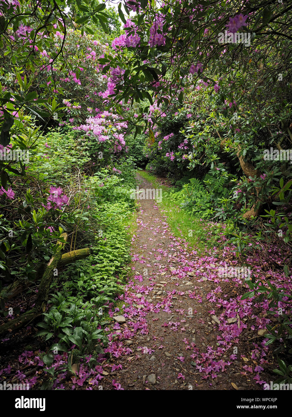 Petals like confetti hi-res stock photography and images - Alamy
