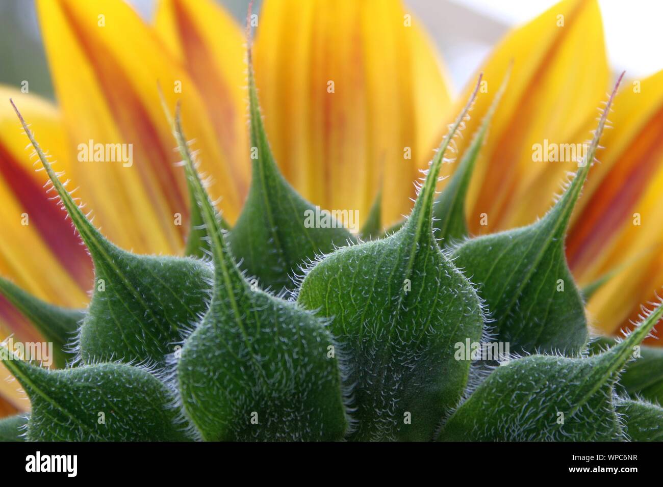 Side view of a sunflower hi-res stock photography and images - Alamy