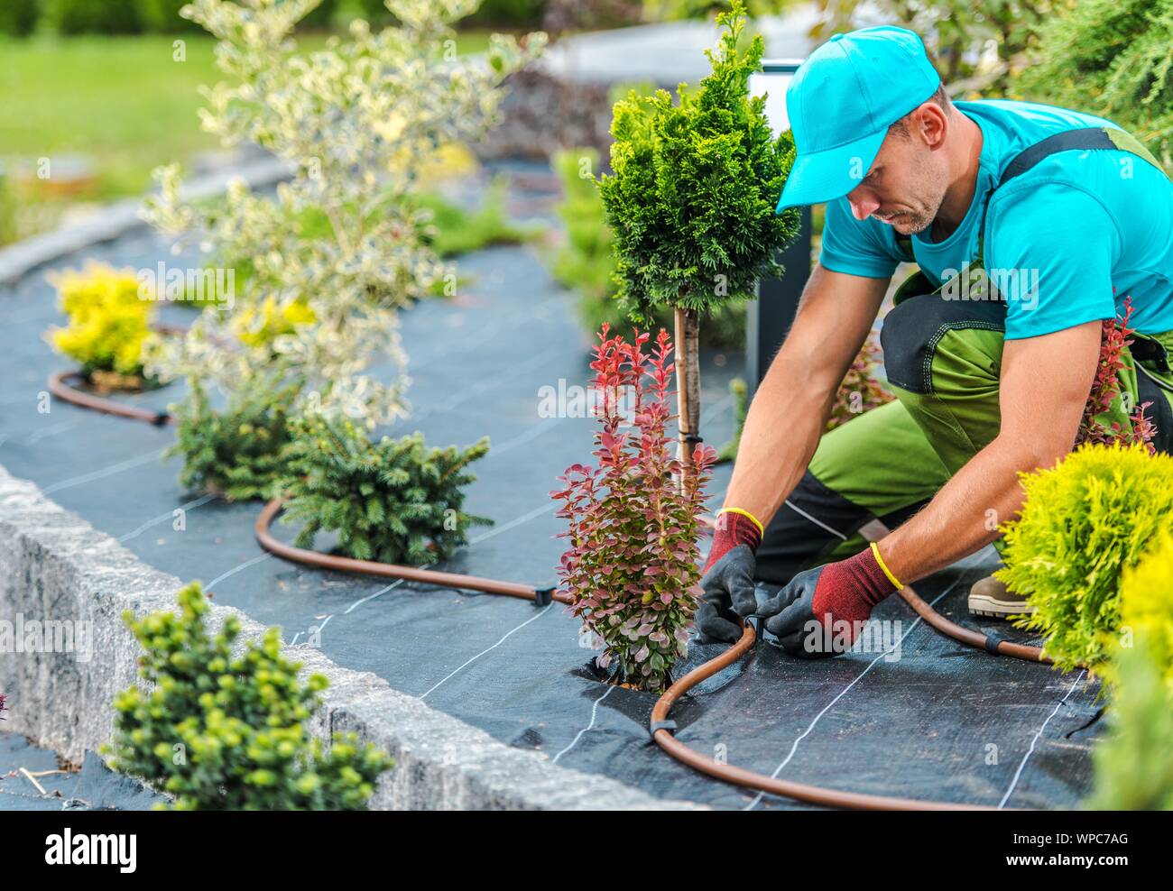 Professional Caucasian Gardener Building Plants Irrigation System in ...