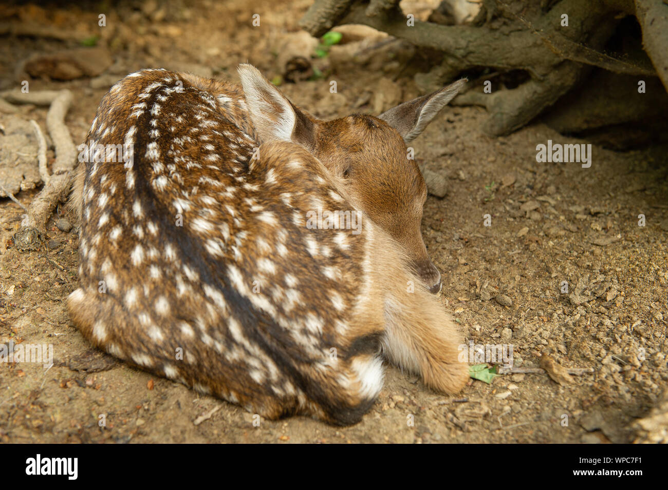 One small baby fawn hi-res stock photography and images - Alamy