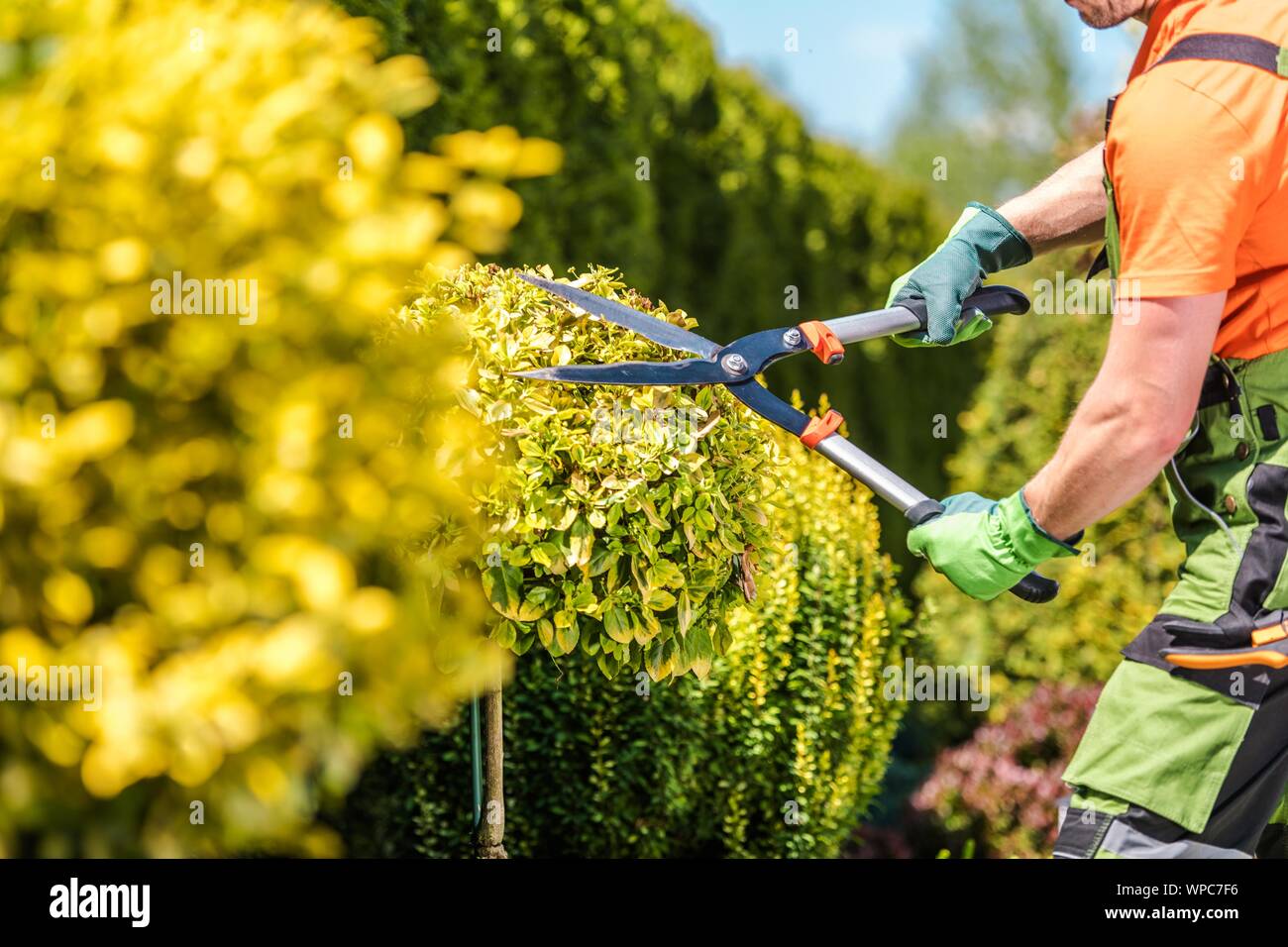 Summer Plants Maintenance. Caucasian Gardener Trimming Trees Using ...