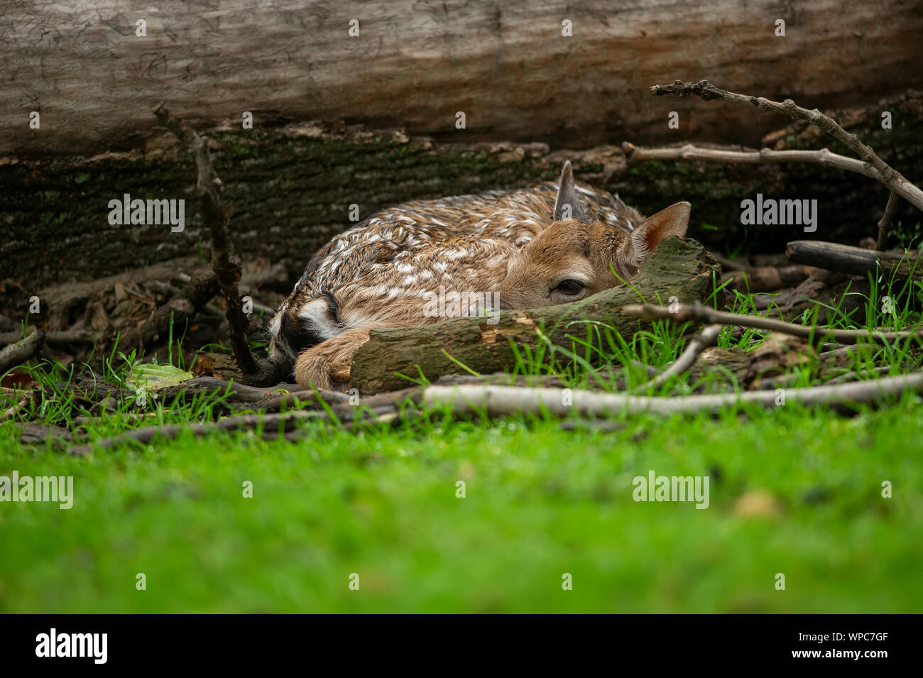 Curled up trunk hi-res stock photography and images - Alamy