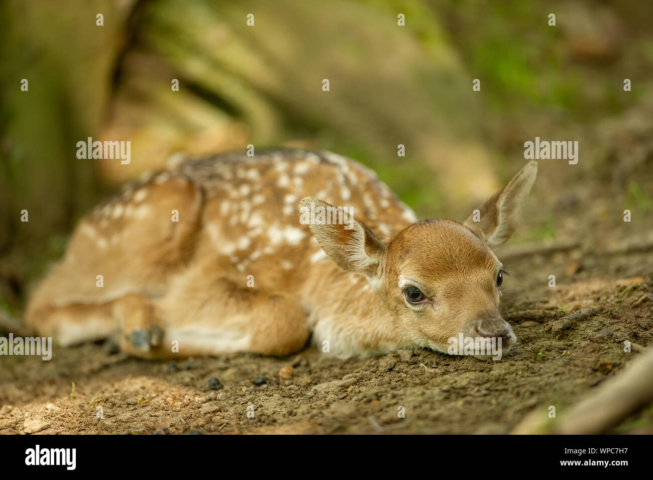 Fawn lying in grass hi-res stock photography and images - Alamy