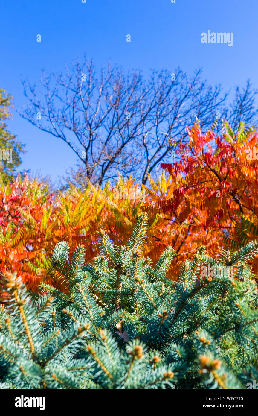Maple tree tree nature park with branches of trees bright hi-res stock ...