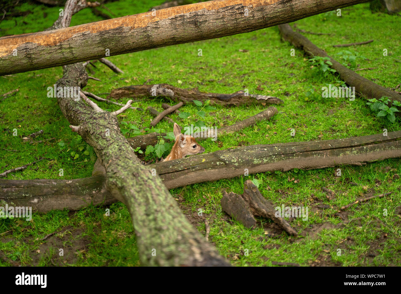 Fallow deer fawn hidden in the green grass between fallen tree trunks ...