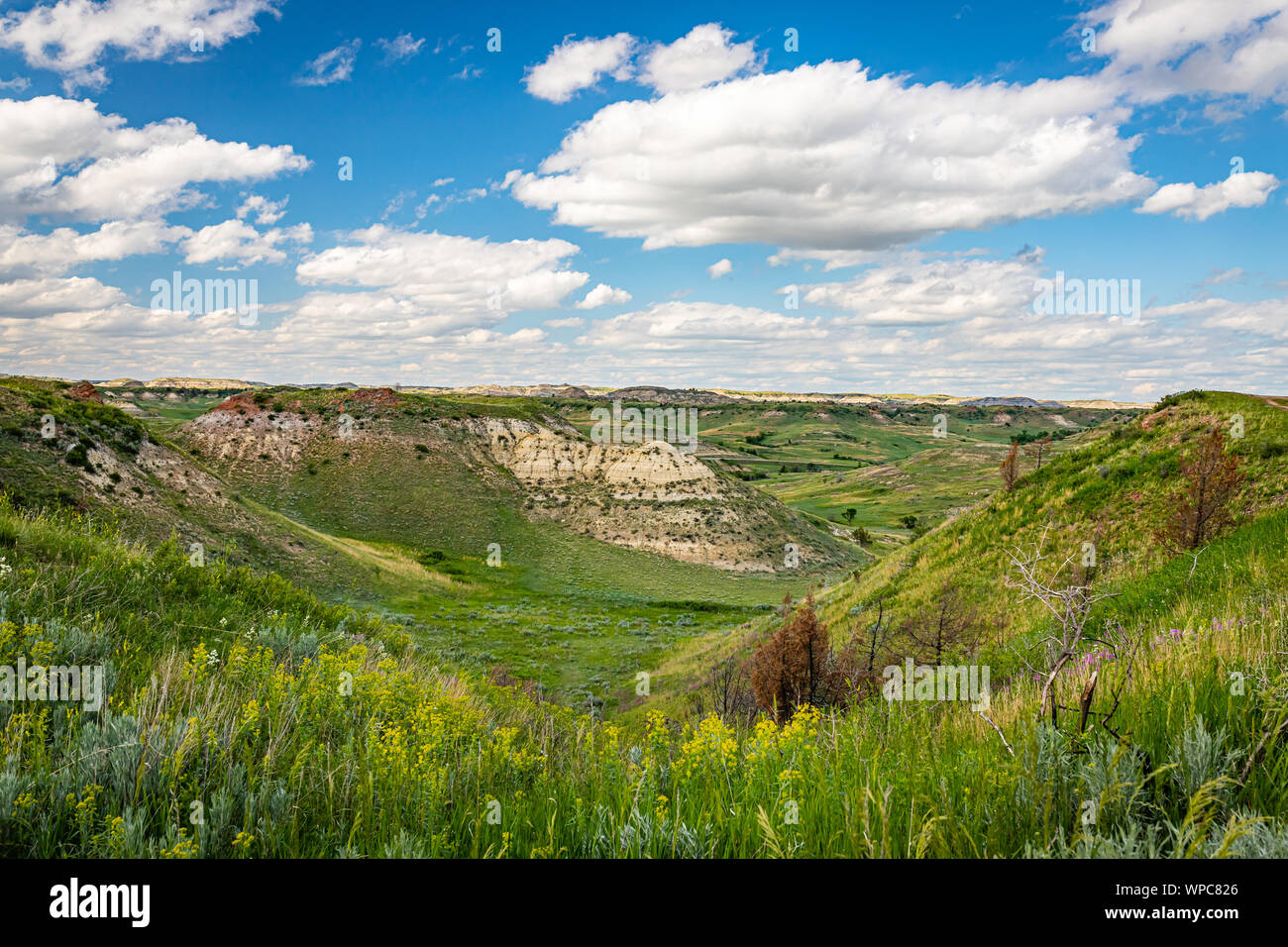 Wildflowers and green summer grass dominate the landscape in the South ...