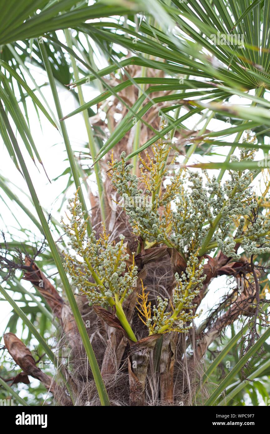 Trachycarpus fortunei, the Chinese windmill palm Stock Photo - Alamy