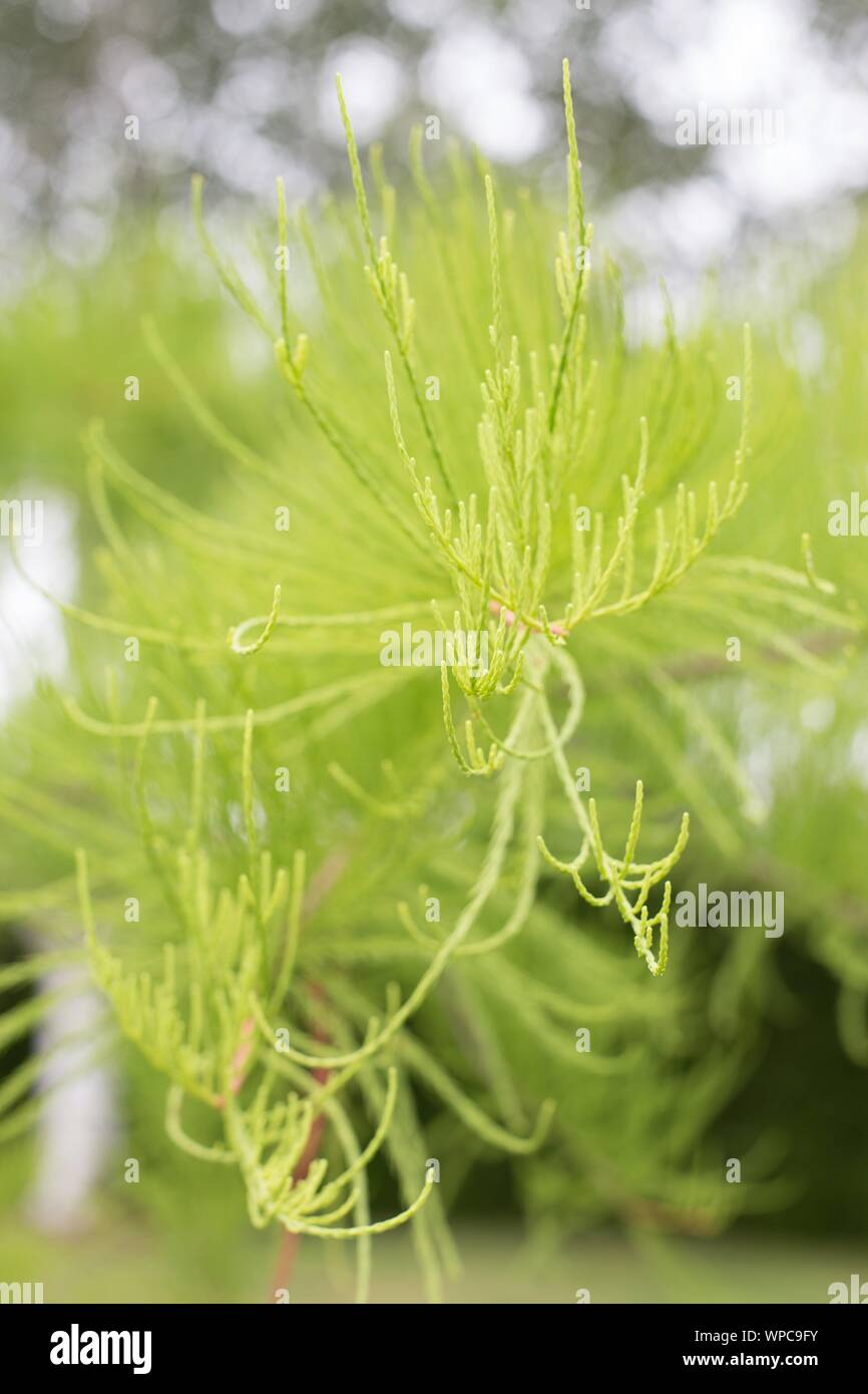 Taxodium ascendens, close up Stock Photo - Alamy