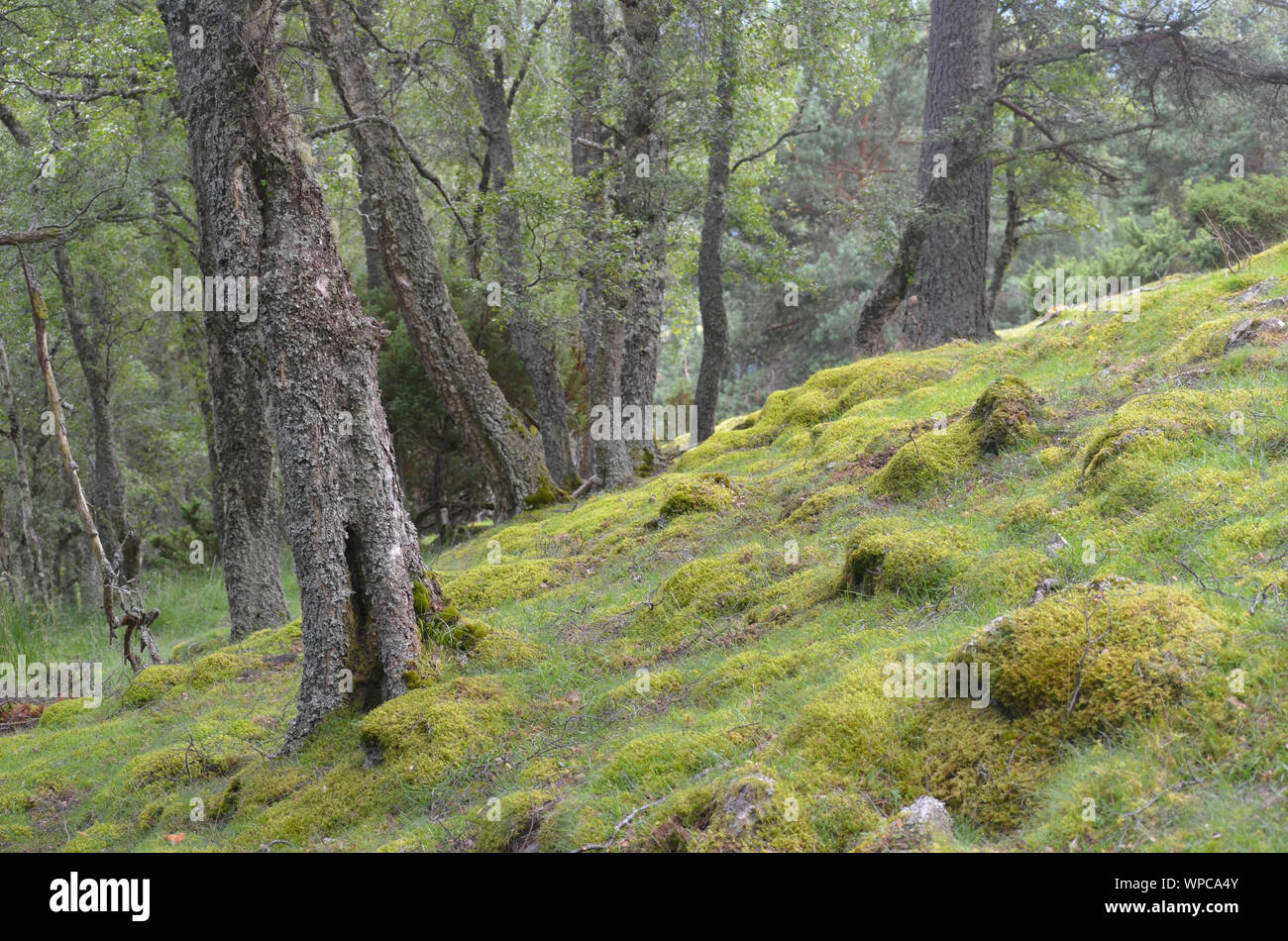 Forests along the Sgor Buidhe circuit trek near Ballater, Cairngorms ...