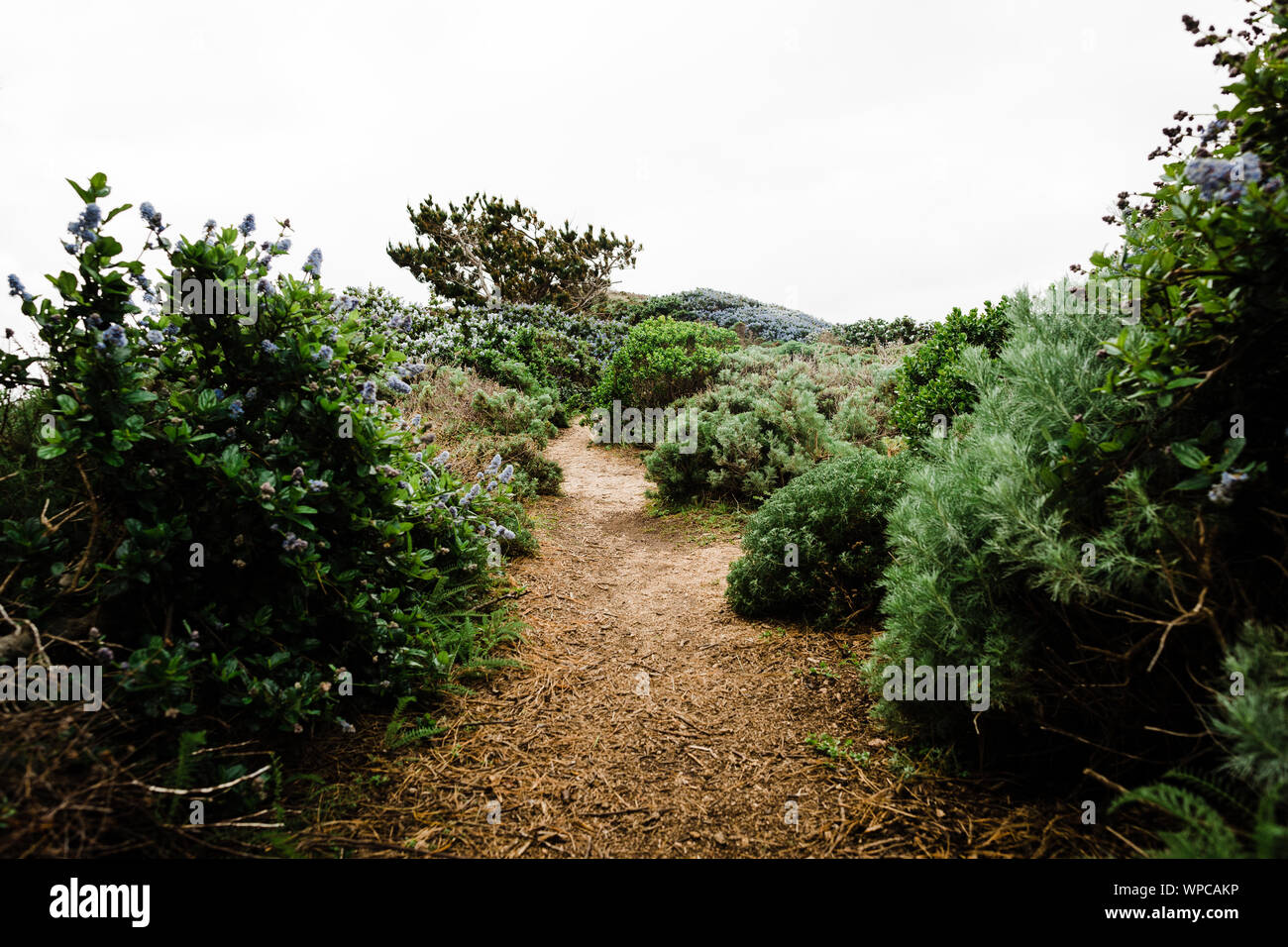 Pathway with green brush leading to the ocean Stock Photo - Alamy