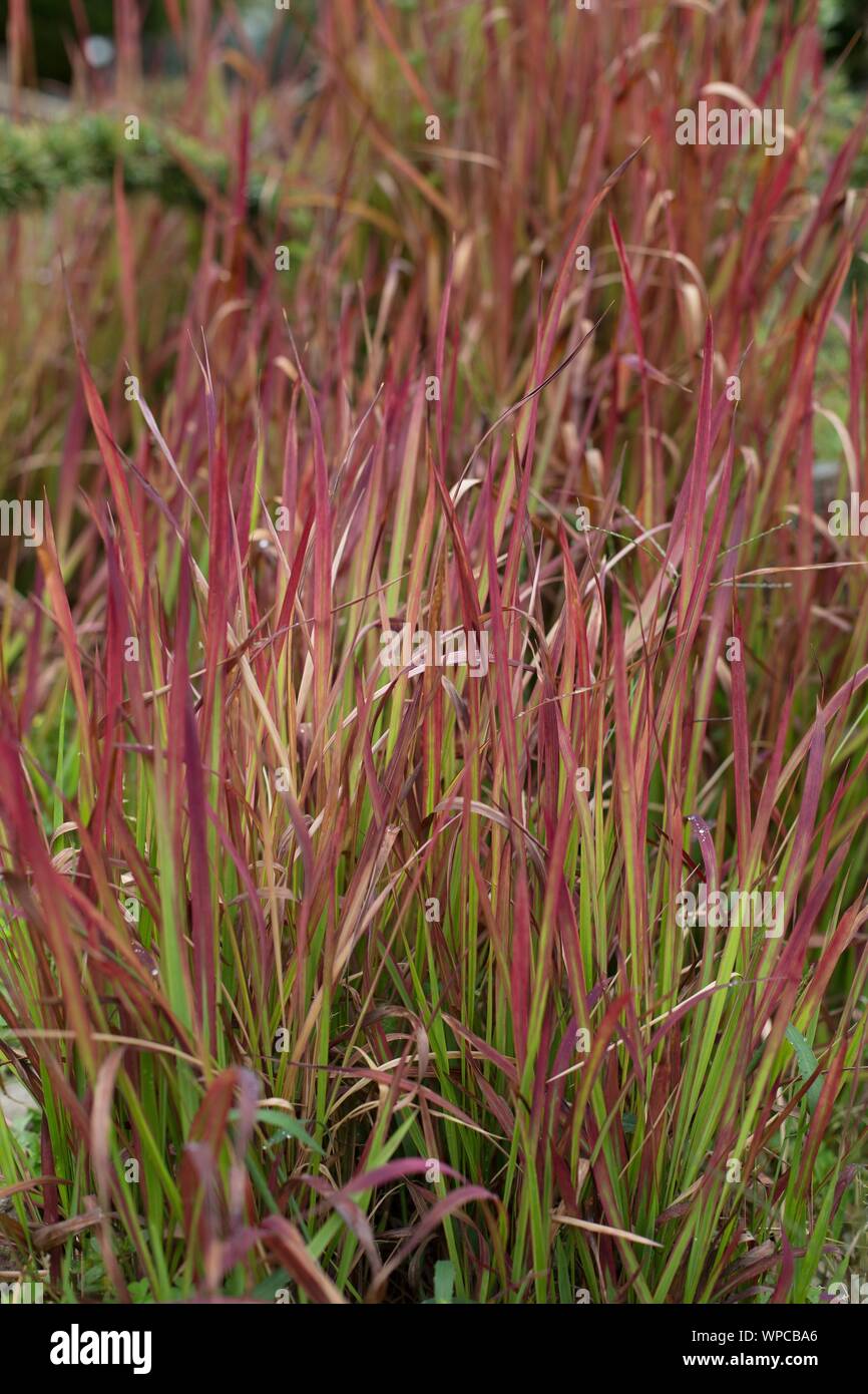 Imperata cylindrica hi-res stock photography and images - Alamy