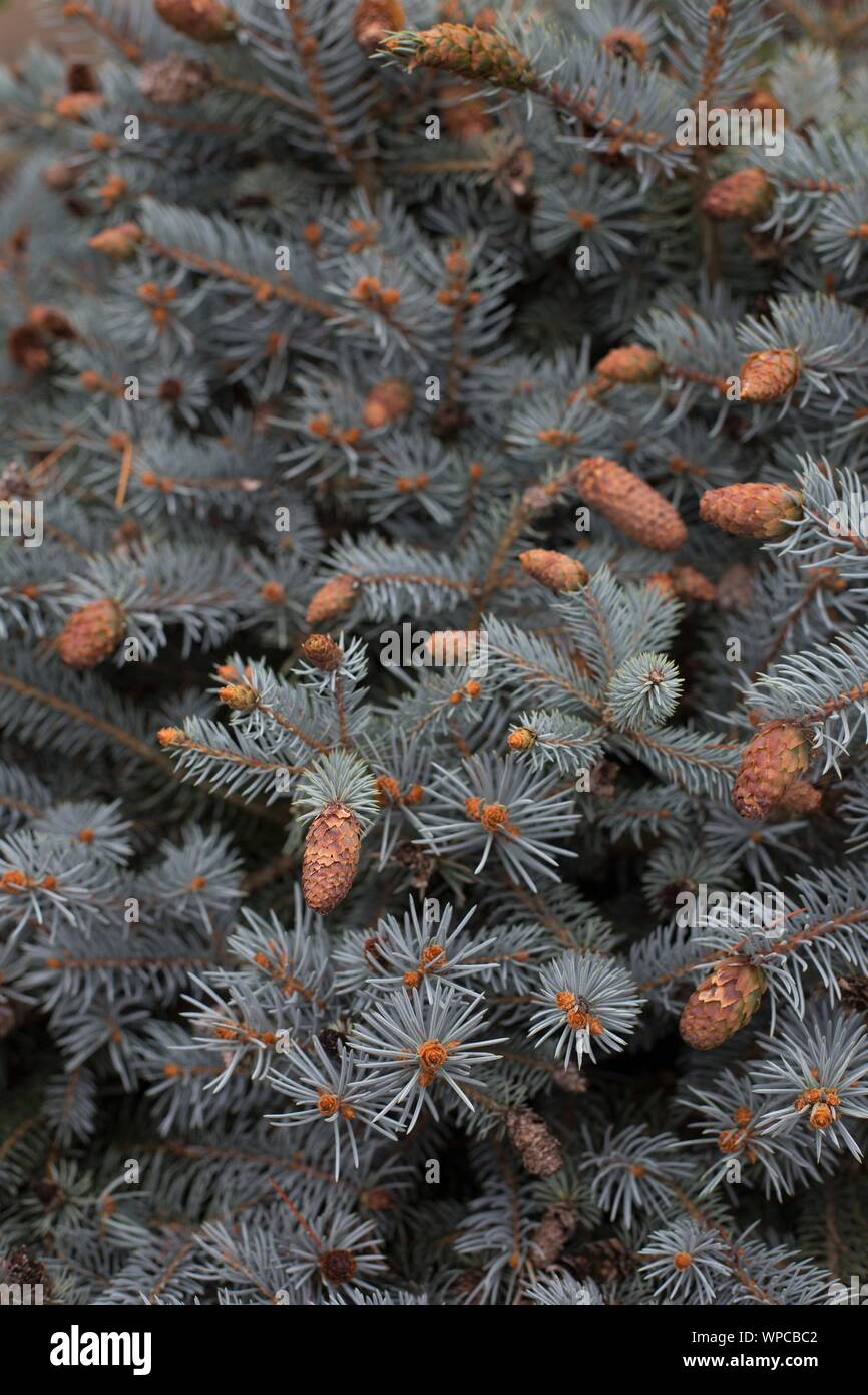 Picea pungens 'Ruby Teardrops' Stock Photo - Alamy