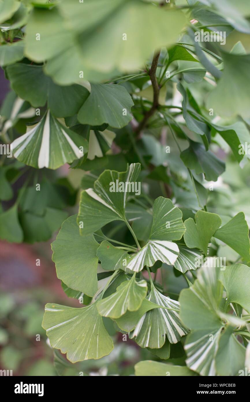 Ginkgo biloba 'White Lightning' Stock Photo - Alamy