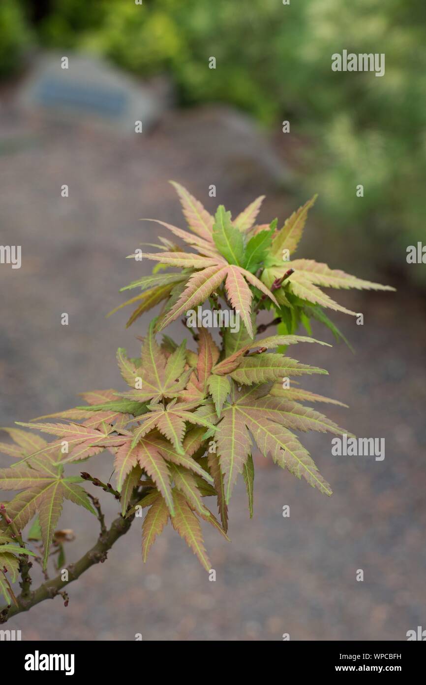 Mikawa hi-res stock photography and images - Alamy