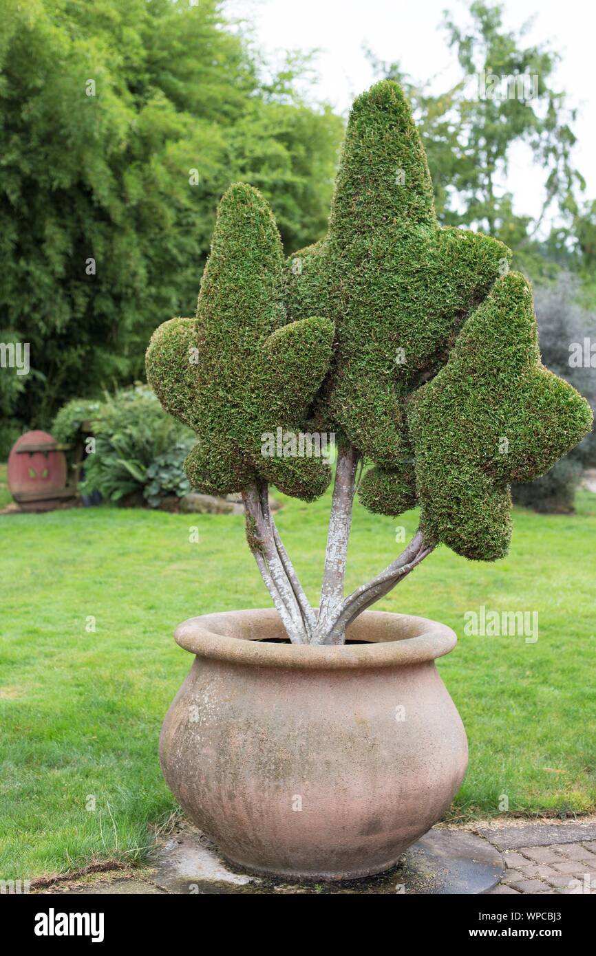 Shaped shrubs hi-res stock photography and images - Alamy