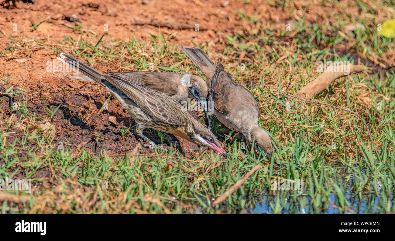 Little friar birds hi-res stock photography and images - Alamy