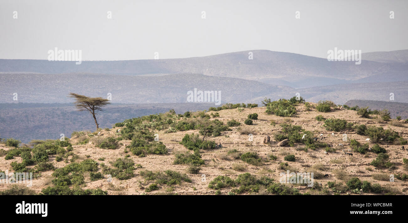 Panorama of single tree growing on a hill in the desert of Ethiopia ...