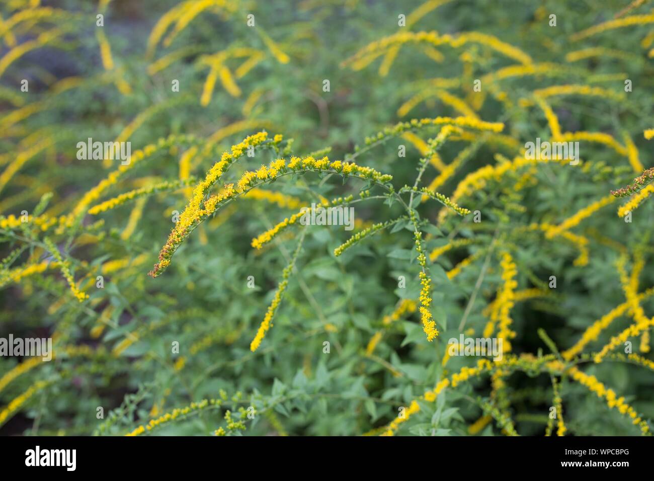 Goldenrod fireworks hi-res stock photography and images - Alamy