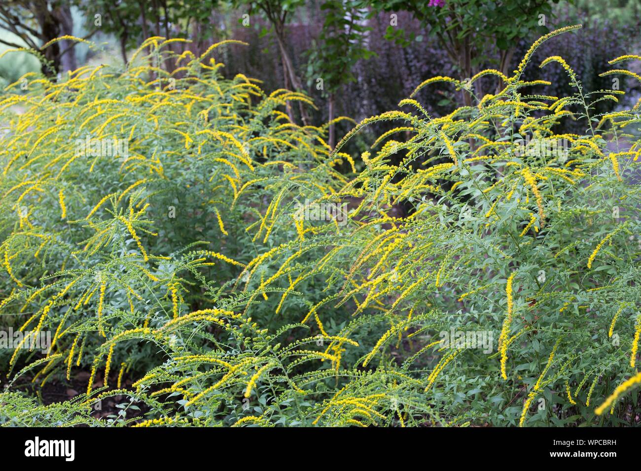 Goldenrod fireworks hi-res stock photography and images - Alamy