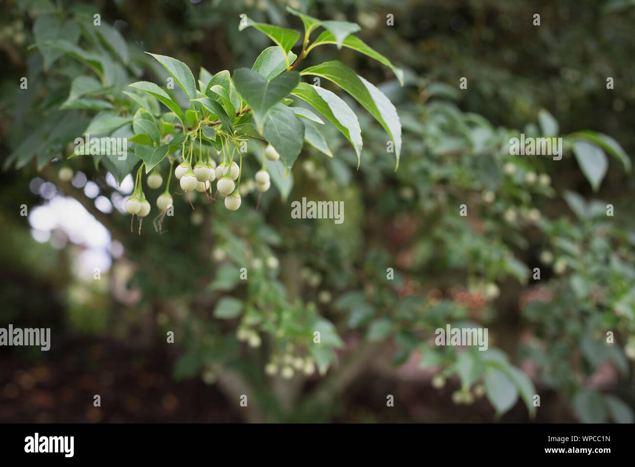 Styrax japonicus - Japanese Snowbell tree, close up Stock Photo - Alamy