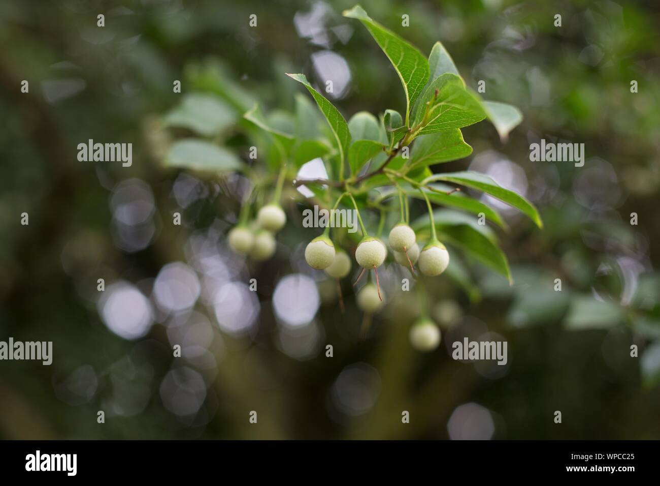 Styrax japonicus - Japanese Snowbell tree, close up Stock Photo - Alamy