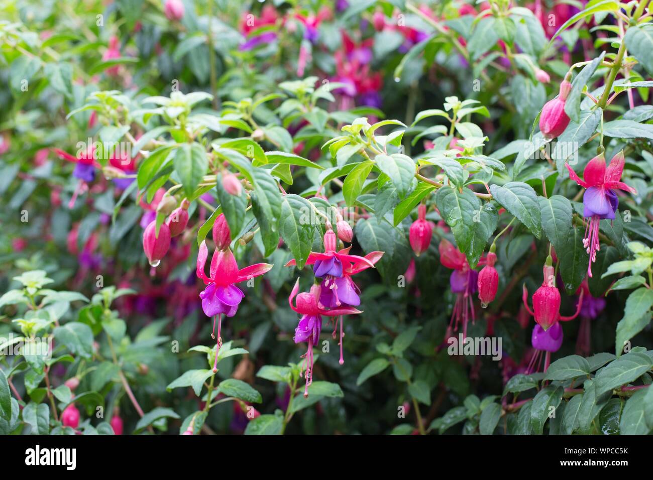 Hardy fuchsia hi-res stock photography and images - Alamy
