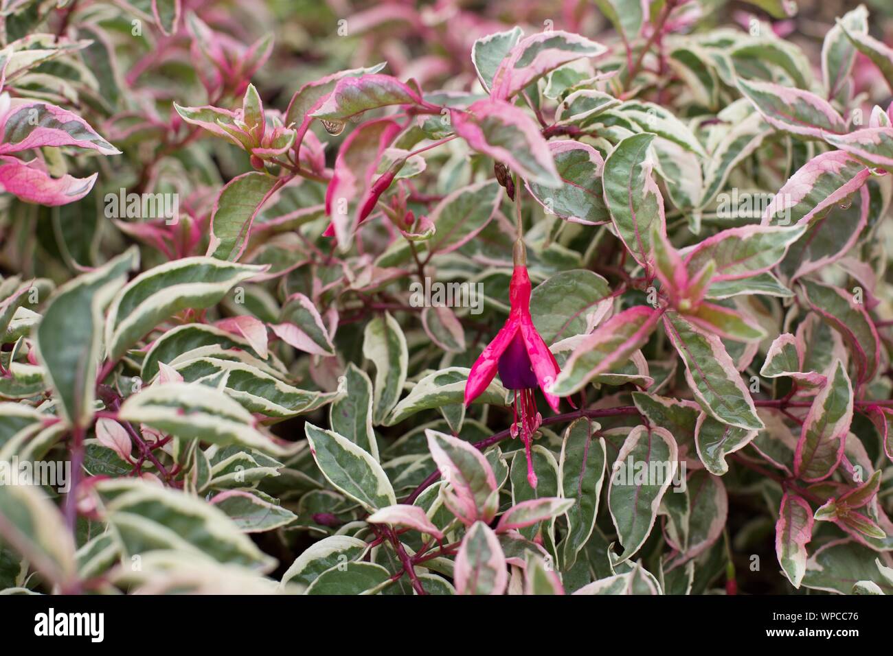 Variegated red rover hi-res stock photography and images - Alamy