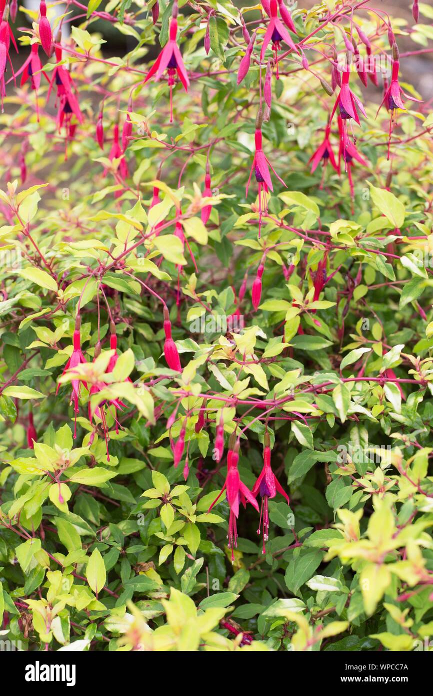 Fuchsia magellanica aurea hi-res stock photography and images - Alamy