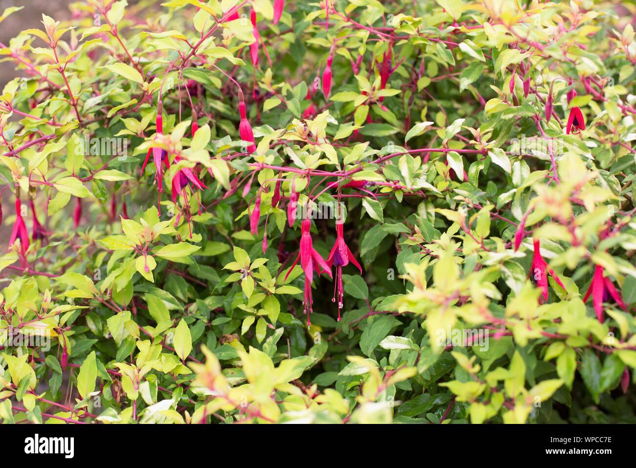 Fuchsia magellanica ‘Aurea’ Stock Photo - Alamy